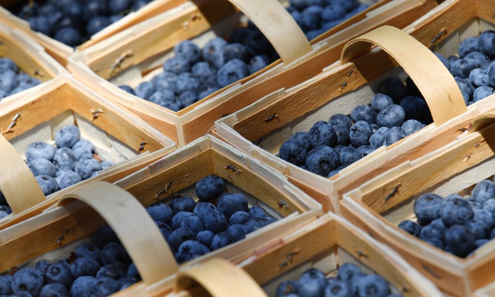 A Quick Comparison of Plastic vs. Wooden Berry Packaging