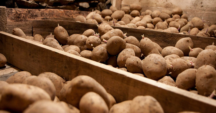 4 Ways To Keep Your Potatoes From Sprouting in Storage