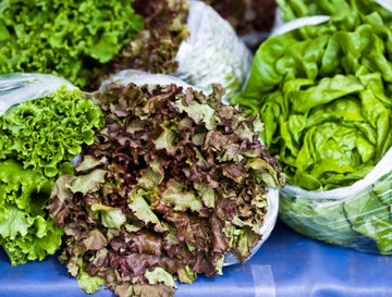 Lettuce Bags Wholesale | Lettuce Boxes | Globe Bag Company